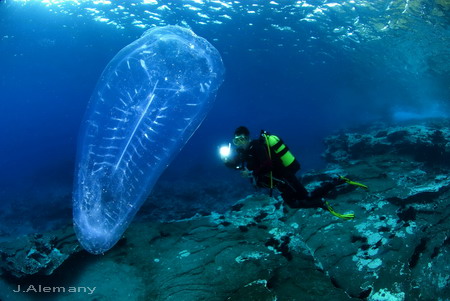 Ascidias, Sálpidos y Pirosómidos - CANARIAS CONSERVACION - Cetacean ...